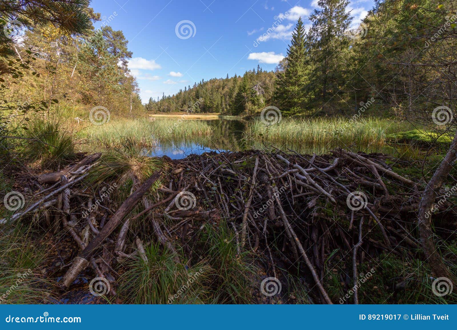 Beaver dam in the forest stock image. Image of branches - 89219017