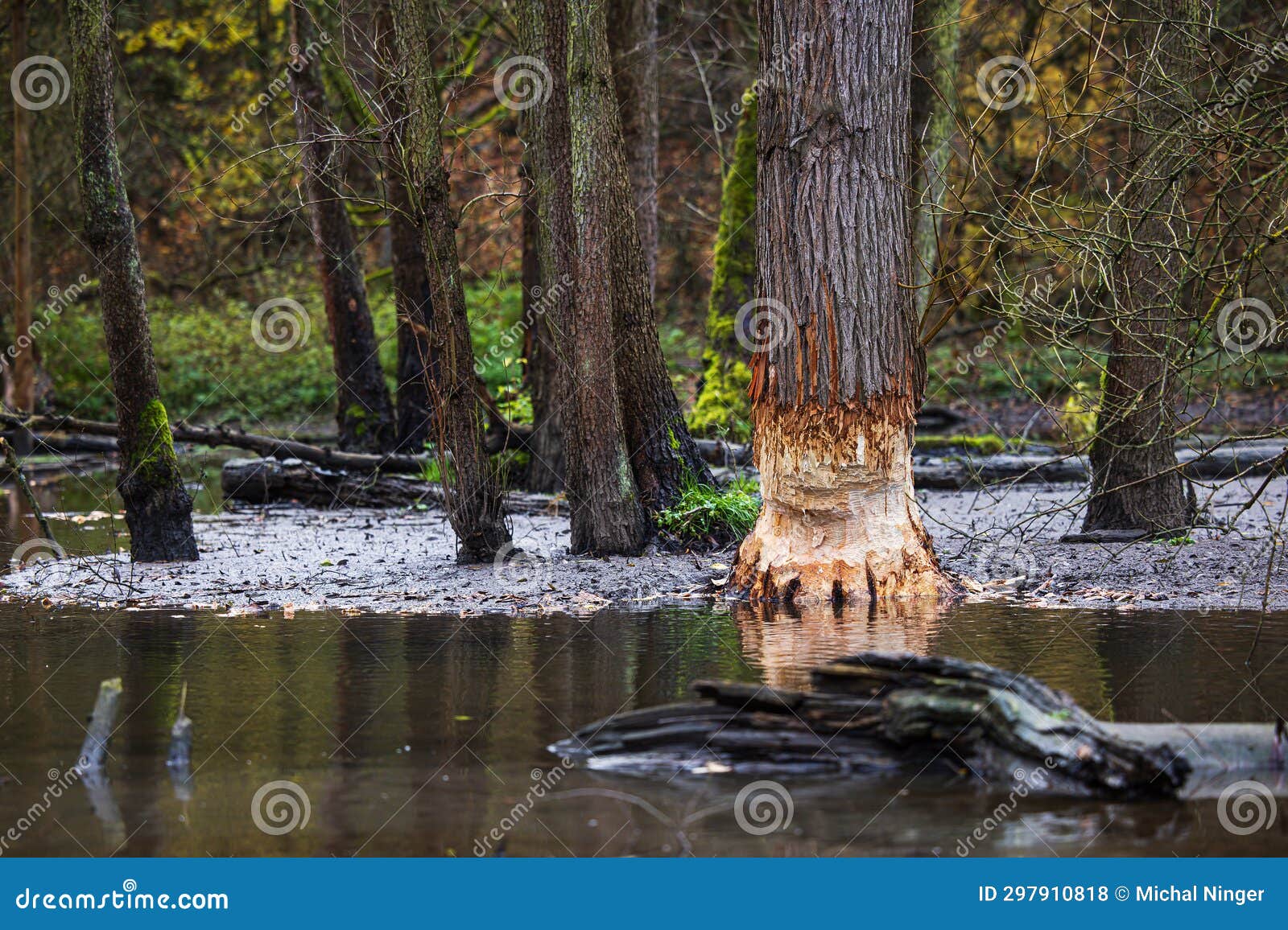 A Beaver Dam or Beaver Impoundment is a Dam Built by Beavers To Create ...
