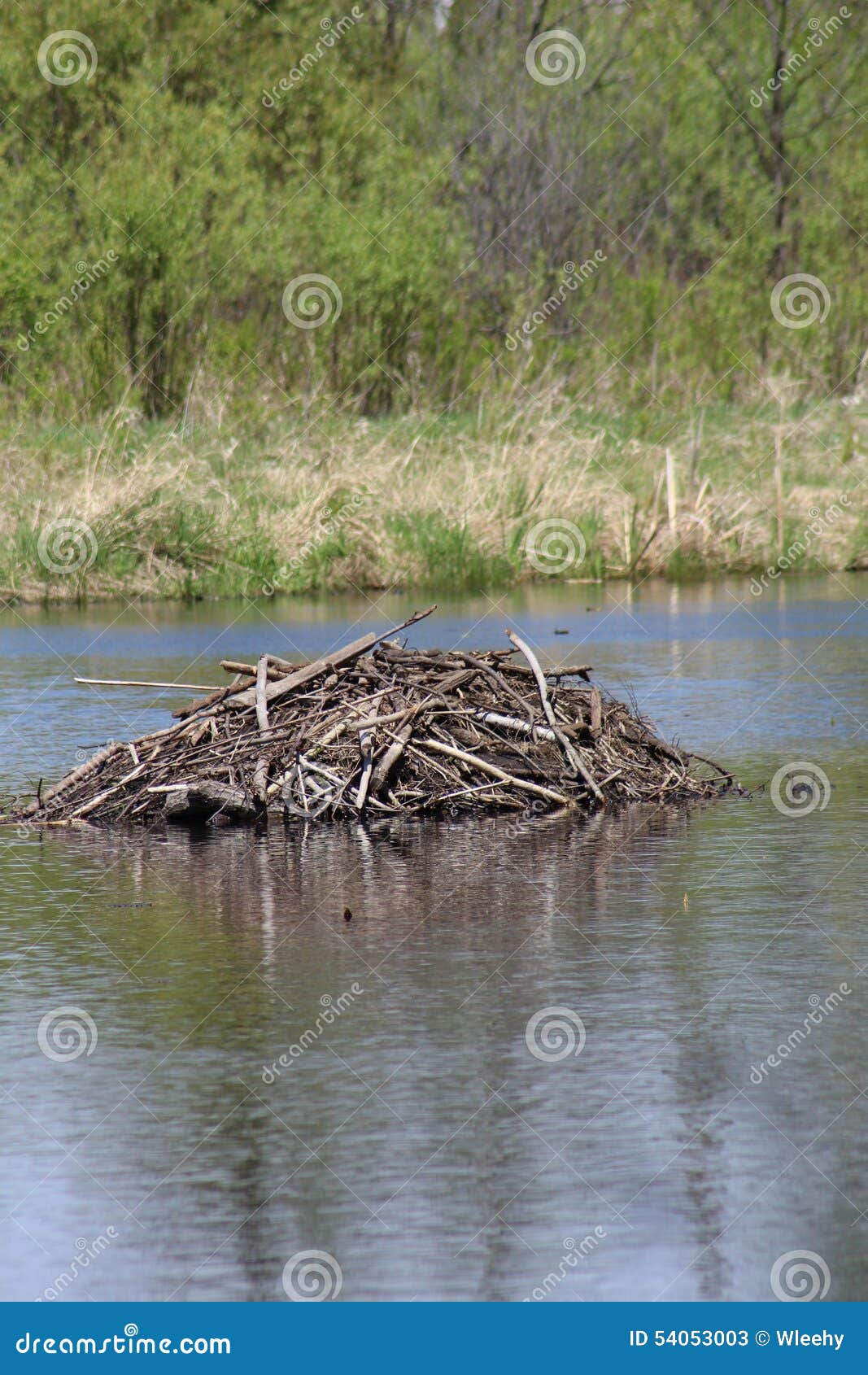 Beaver dam stock image. Image of rural, beaver, lake - 54053003