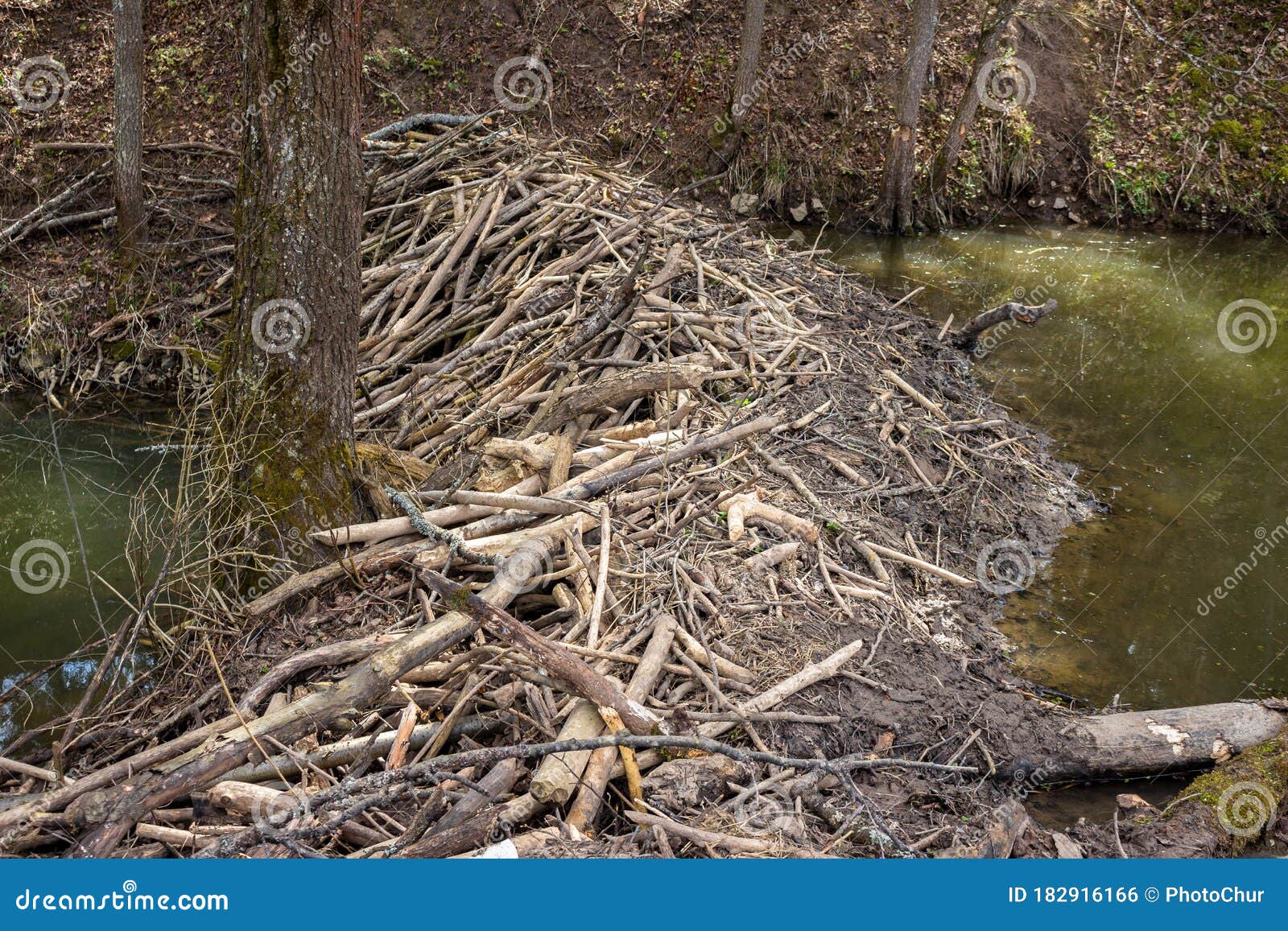 Beaver Dam Made of Branches on a Forest River Stock Photo - Image of ...