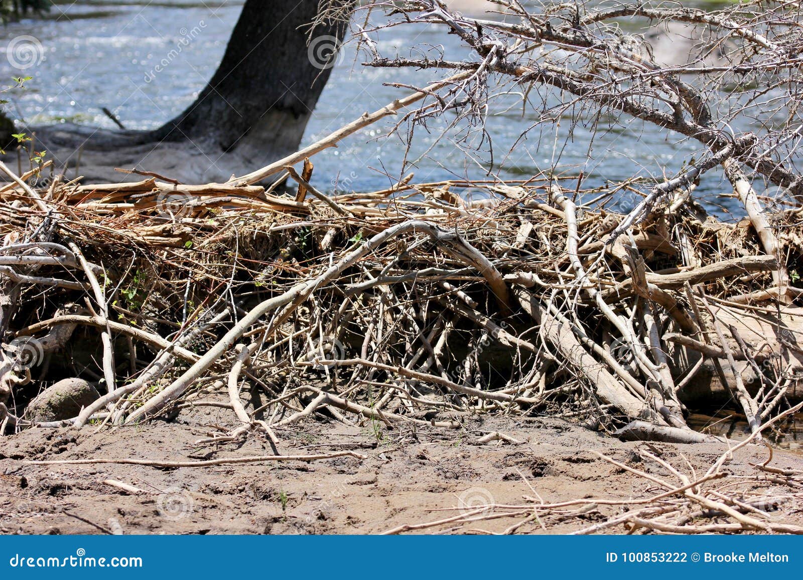 Beaver Dam and Trees Near a Mountain Stream Stock Photo - Image of ...
