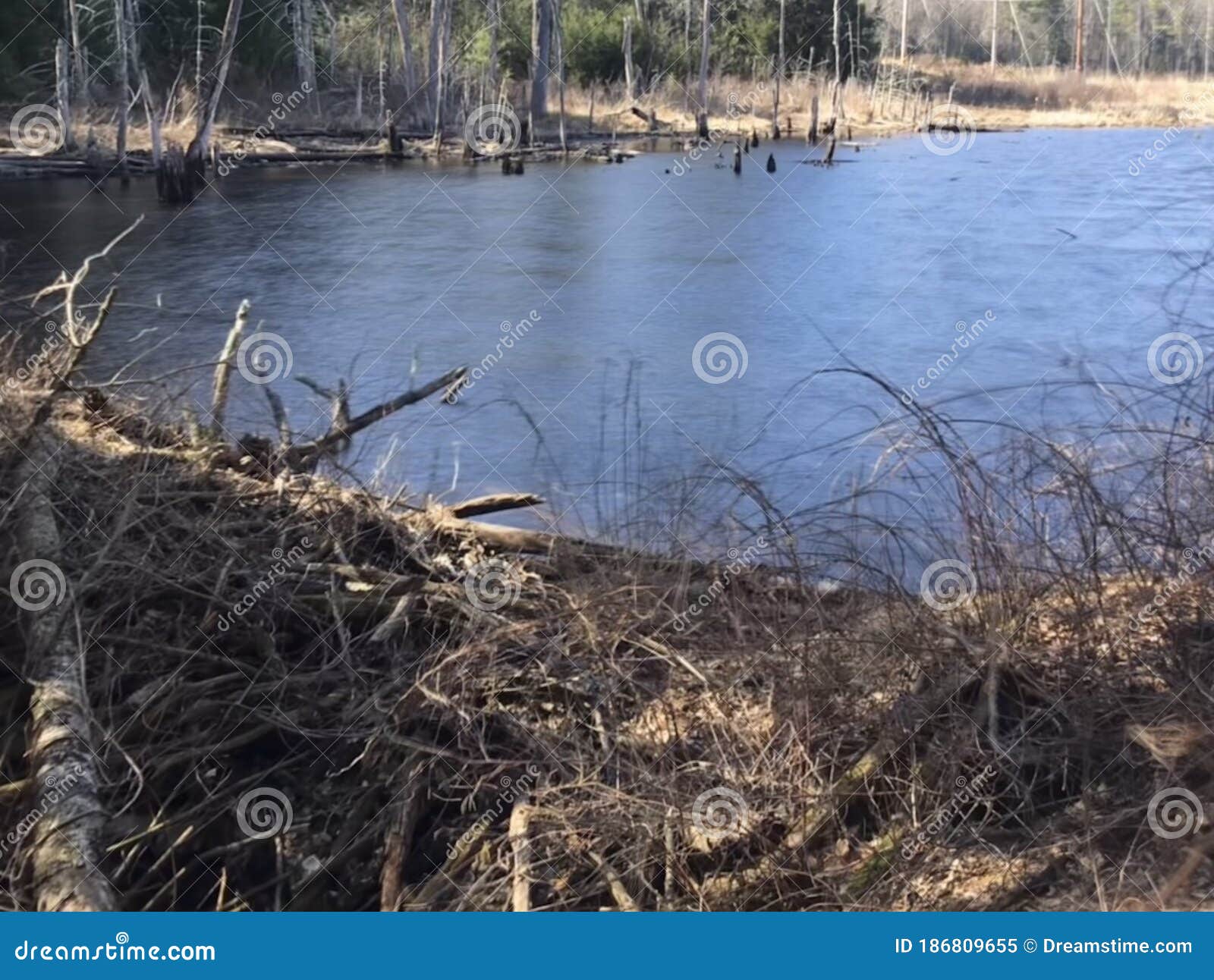 Beaver Dam stock image. Image of beaver, fall, england - 186809655