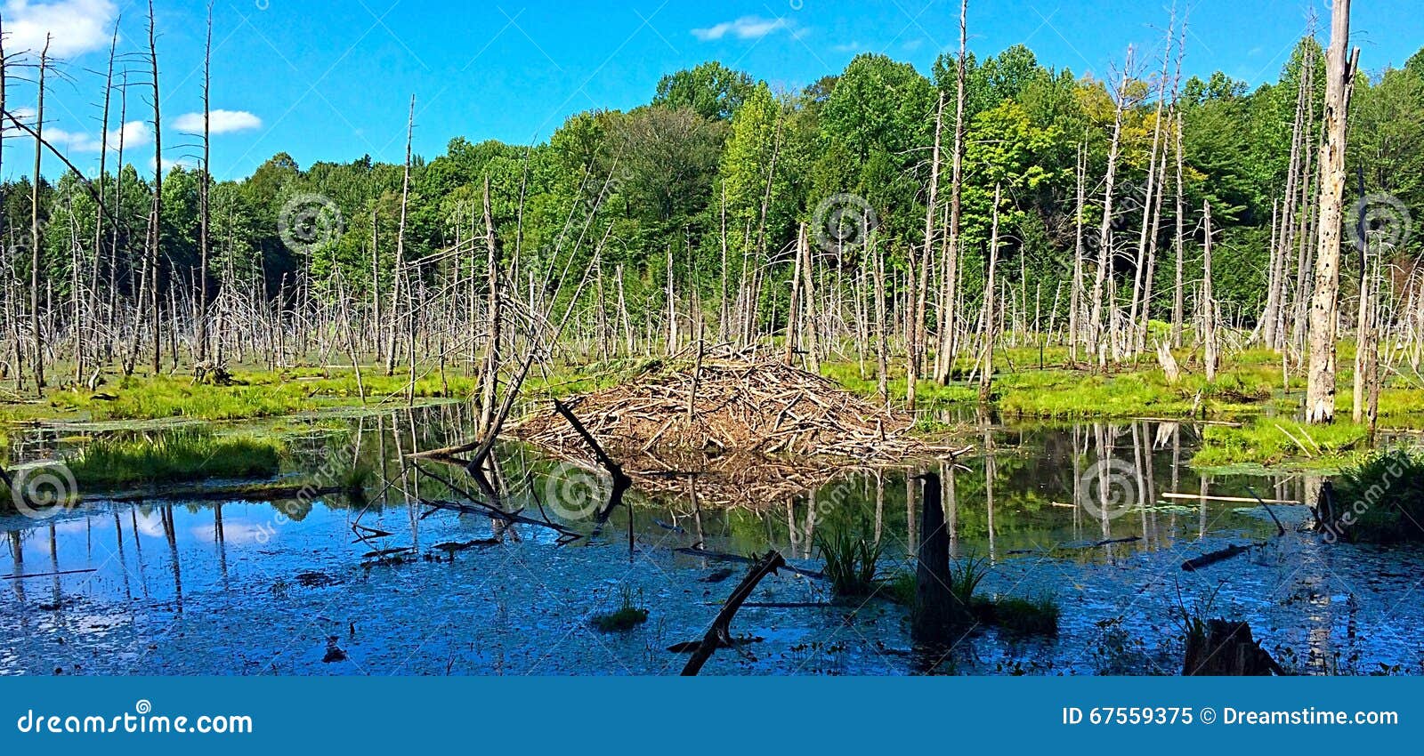 Beaver Dam stock image. Image of heat, summer, remote - 67559375