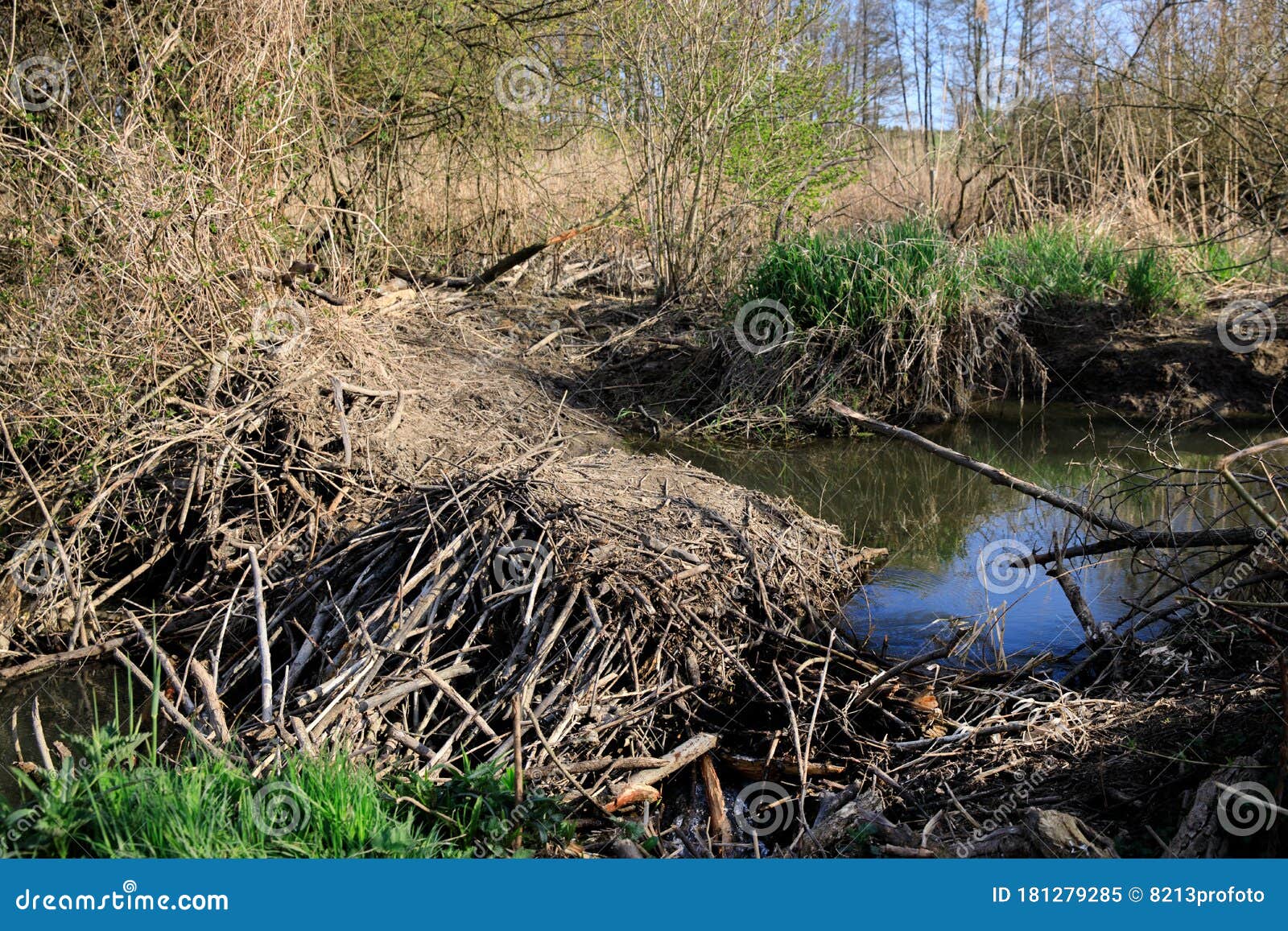 Beaver Dam on River , Beaver`s Lodge Stock Image - Image of outdoors ...