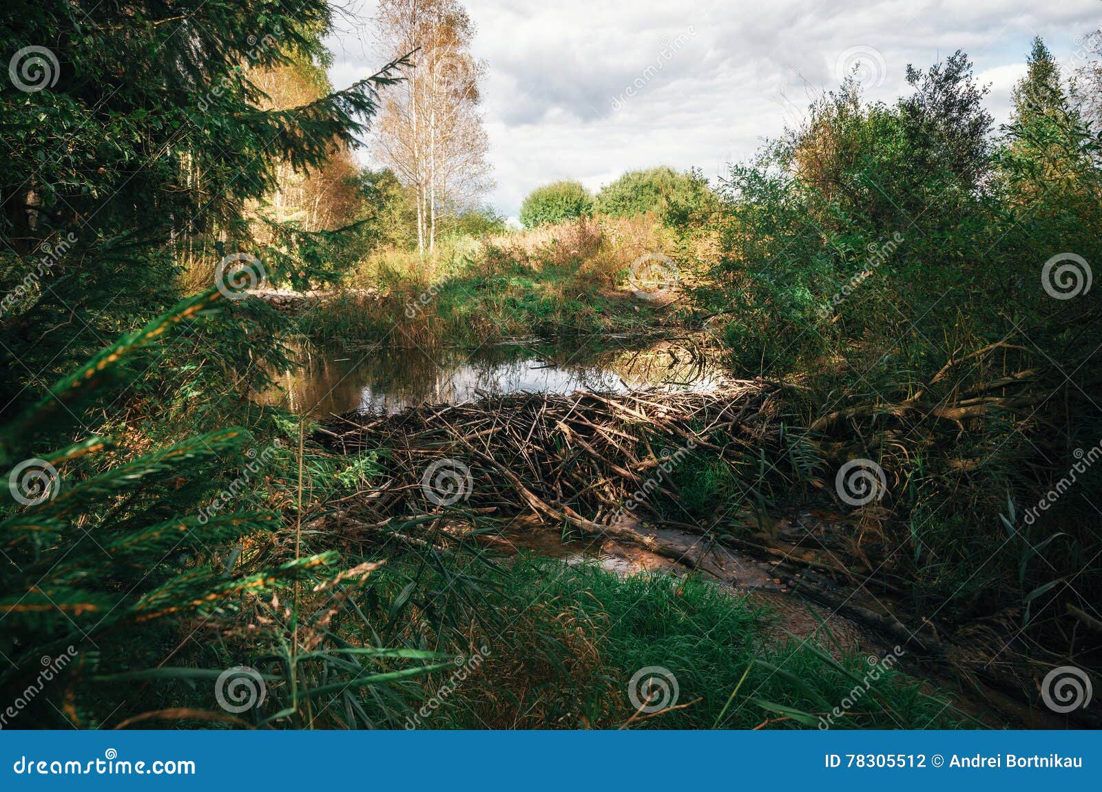 770 Small Creek Dam Stock Photos - Free & Royalty-Free Stock Photos ...