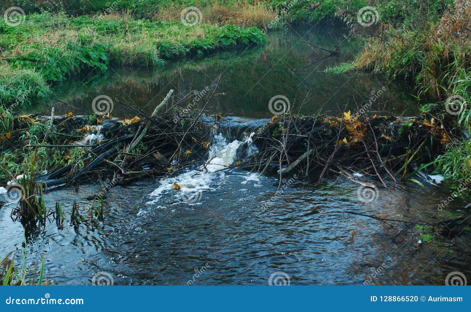Beaver dam on small river stock photo. Image of waterfall - 128866520