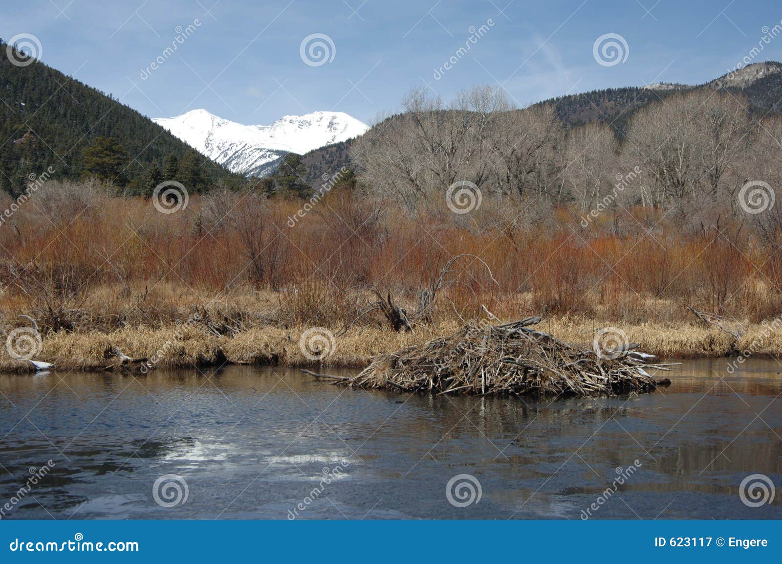 Beaver Dam in the Spring stock image. Image of branches - 623117