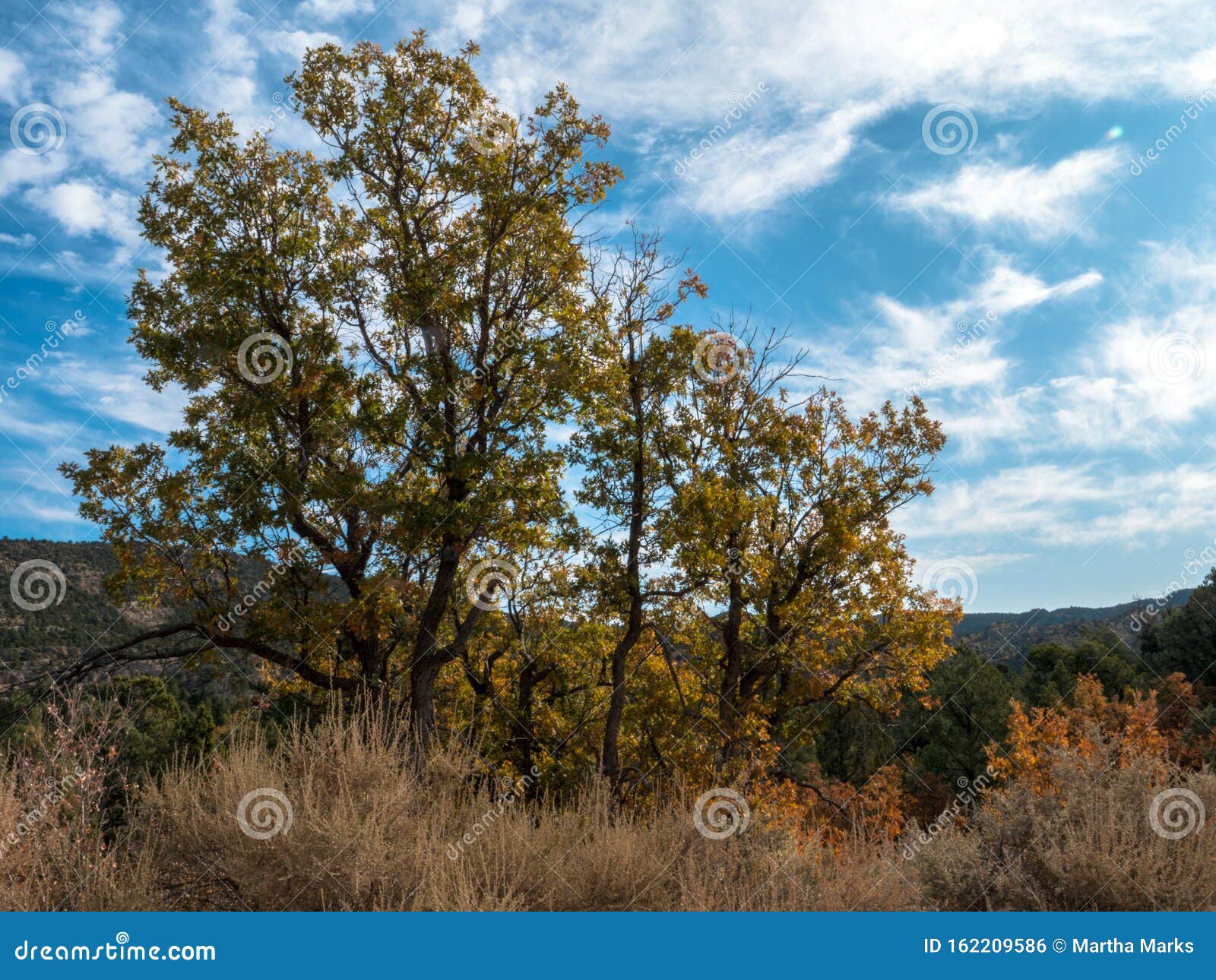 Autumn at Beaver Dam State Park in Nevada Stock Photo - Image of breeze ...