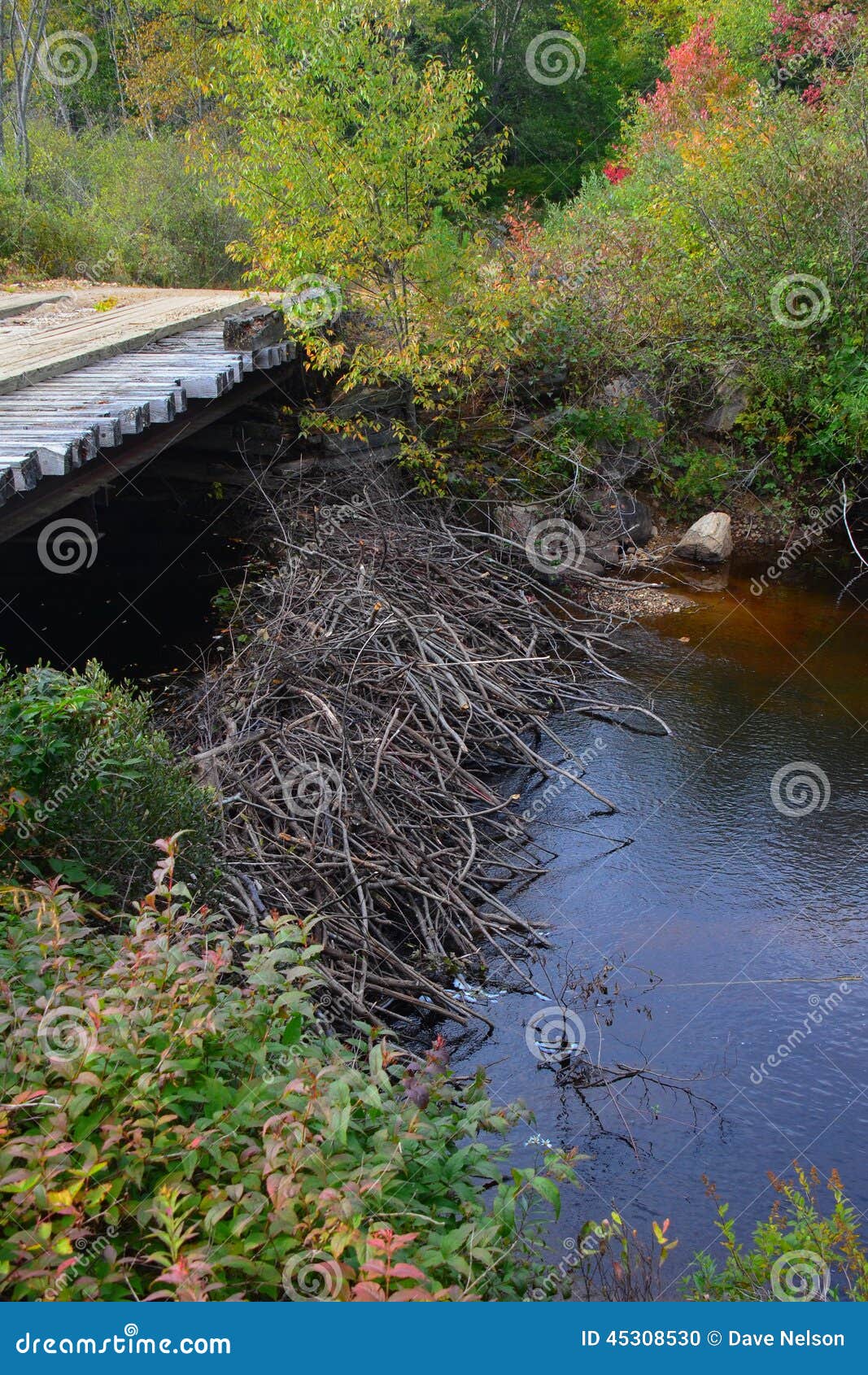 Beaver dam under bridge stock photo. Image of water, fall - 45308530