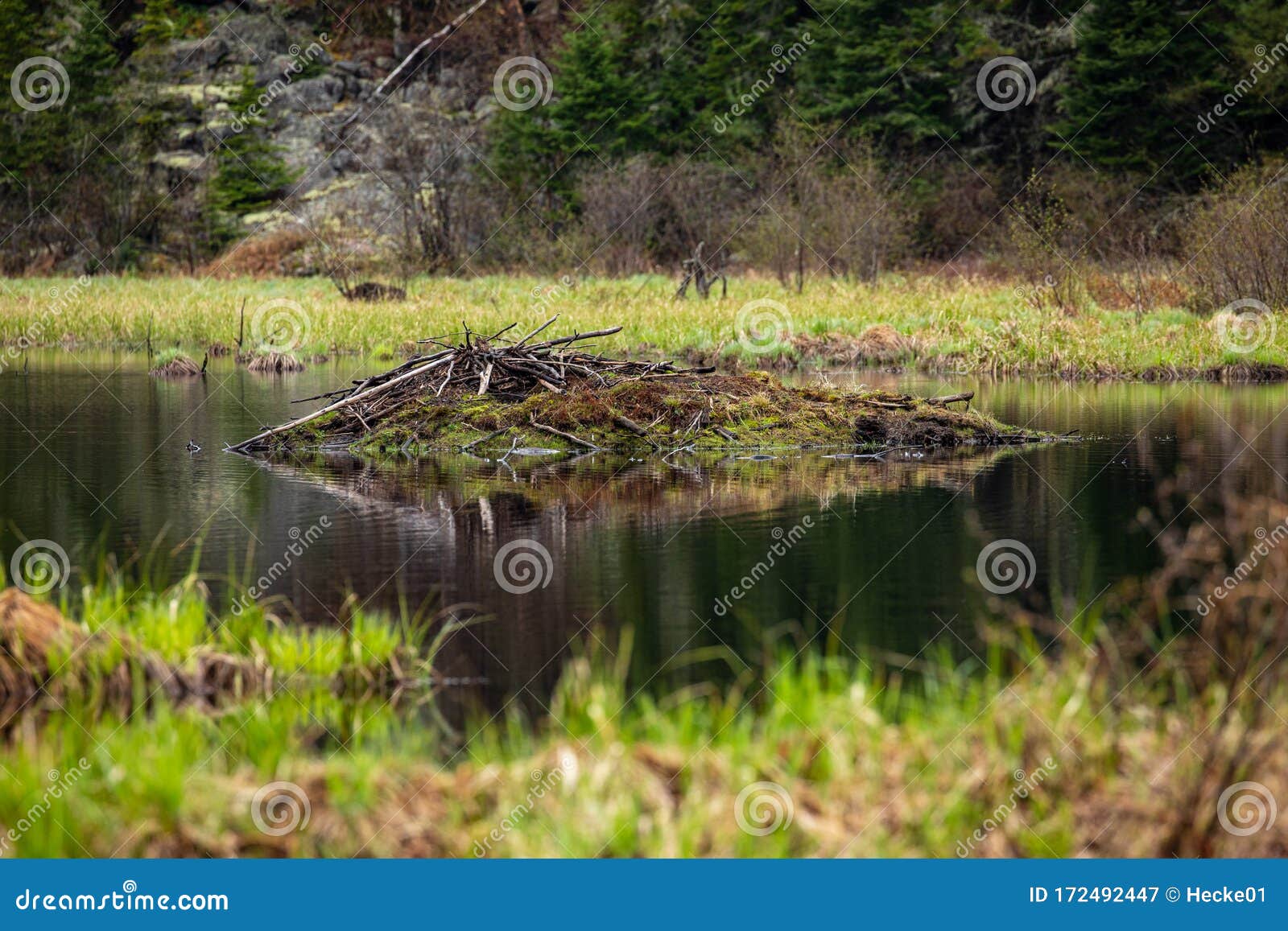 A Beaver Dam in the Wilderness of Algonquin in Canada Stock Image ...