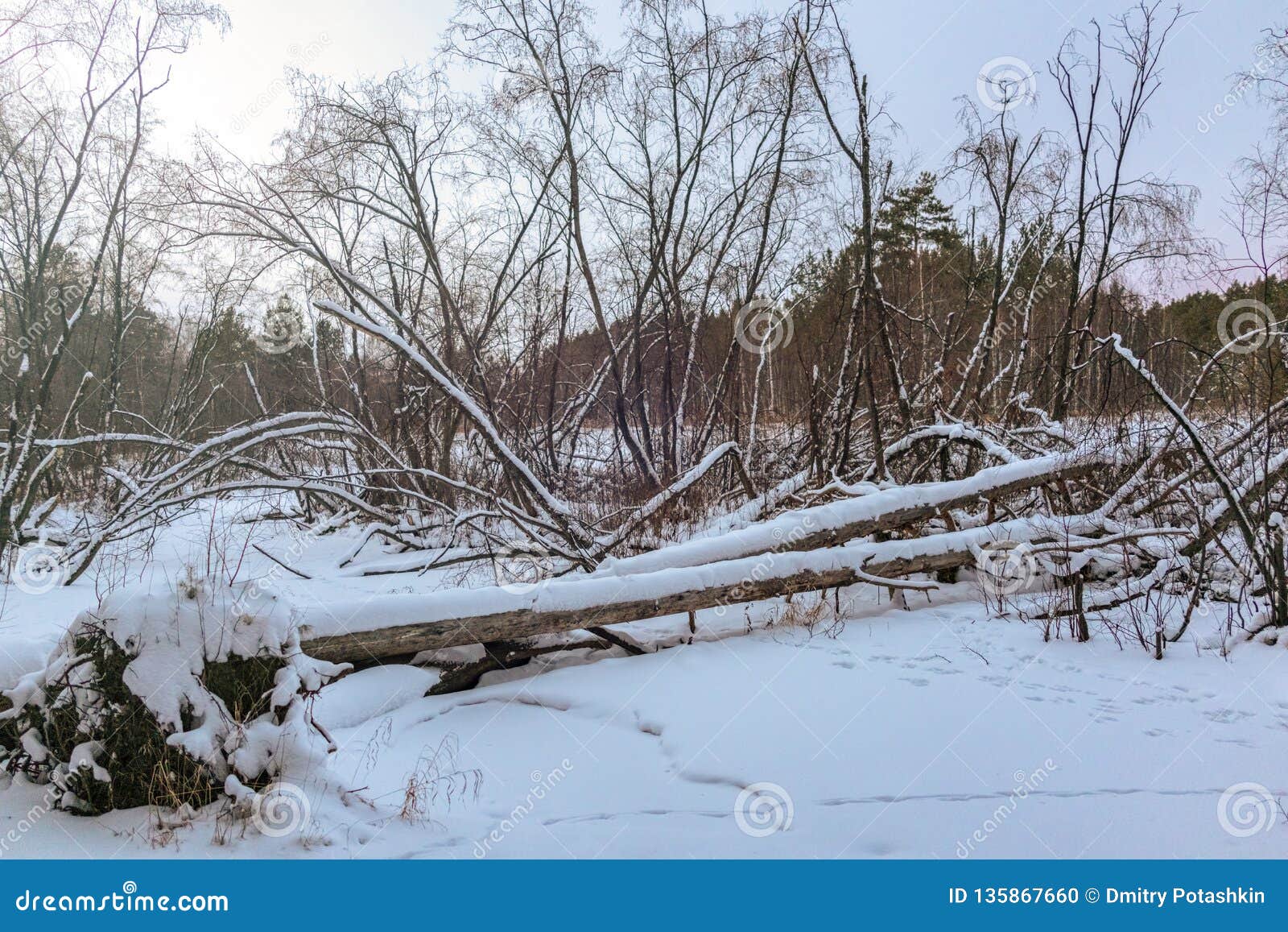 Beaver Dam in Winter Forest Stock Photo - Image of meteorology ...