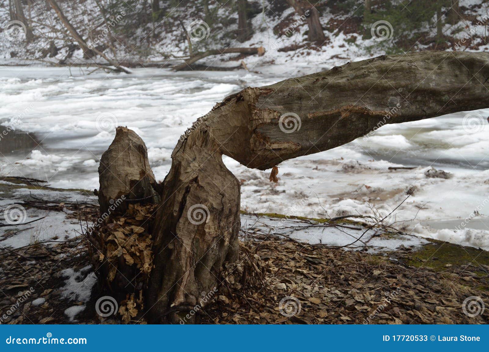 Beaver Damage stock image. Image of outdoors, tree, chewed - 17720533