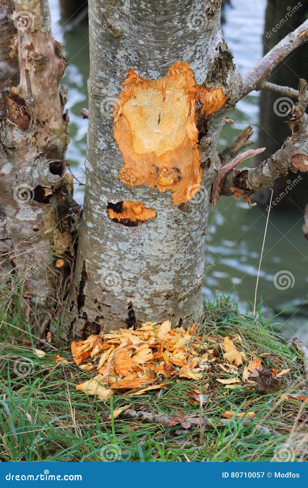Beaver Damage and Elm Tree stock image. Image of detail - 80710057