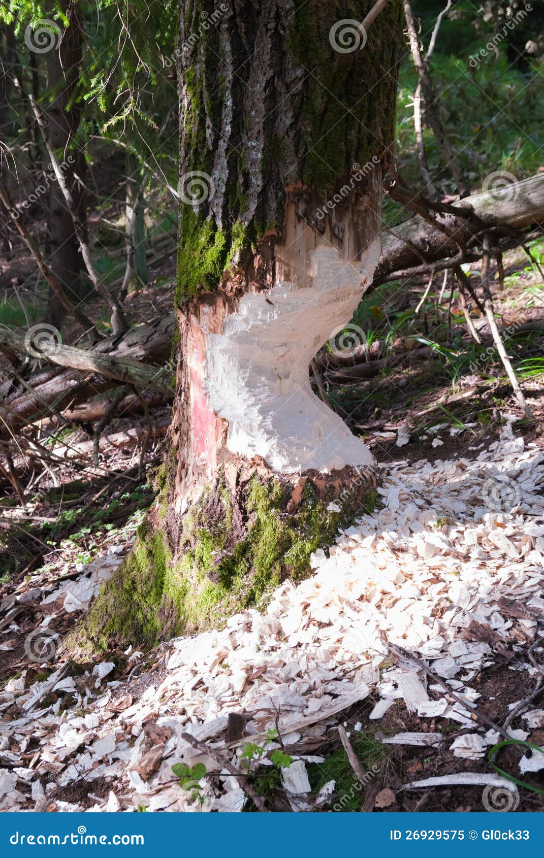 Beaver Damage To Spruce Tree Stock Image - Image of kaliningrad, russia ...