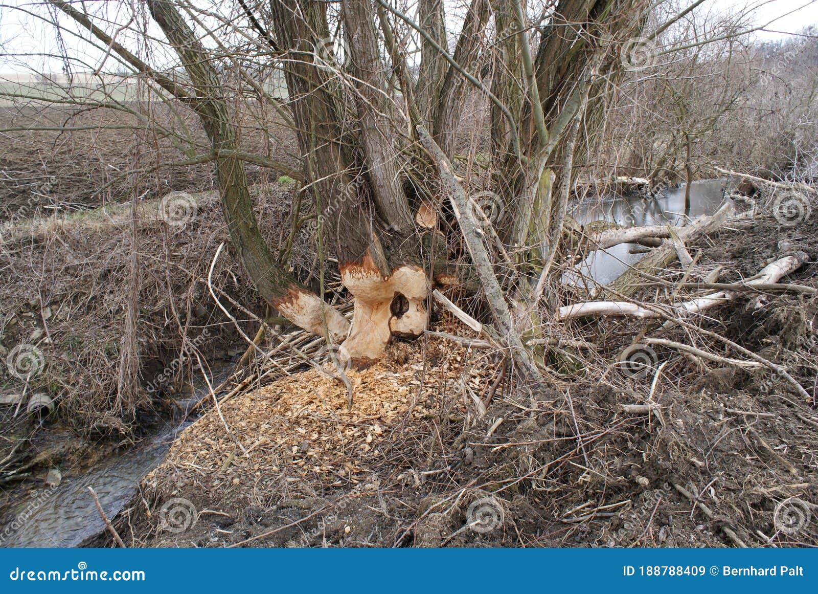 Beaver damage to a tree stock image. Image of hunter - 188788409