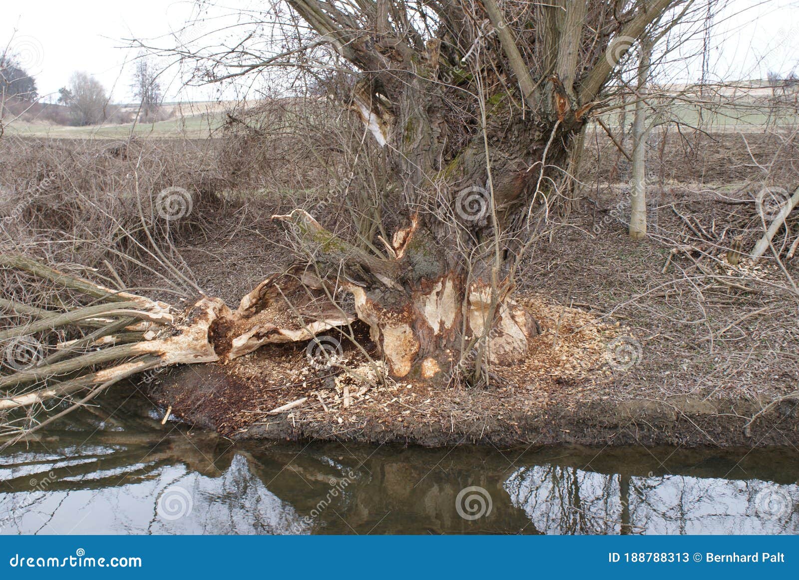 Beaver damage to a tree stock image. Image of beaver - 188788313