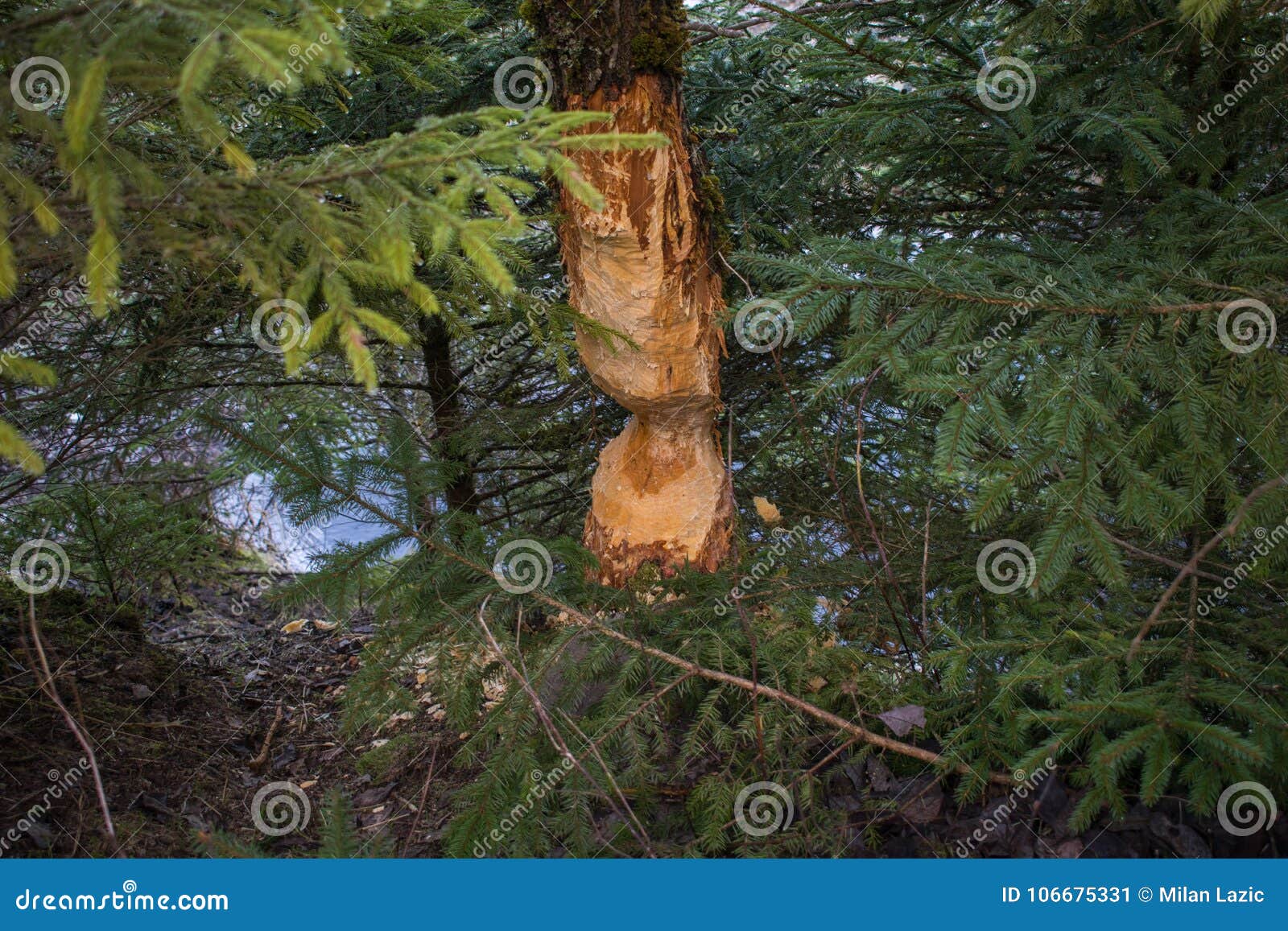 Beaver damage to trees stock image. Image of gnawed - 106675331