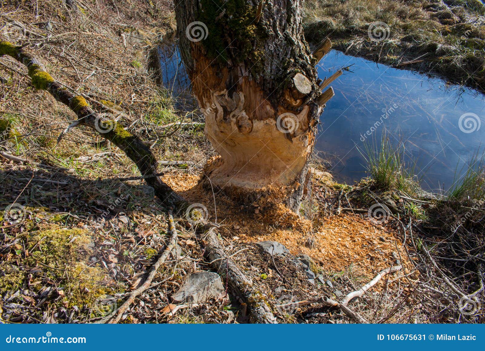 Beaver damage to trees stock image. Image of leaves - 106675631