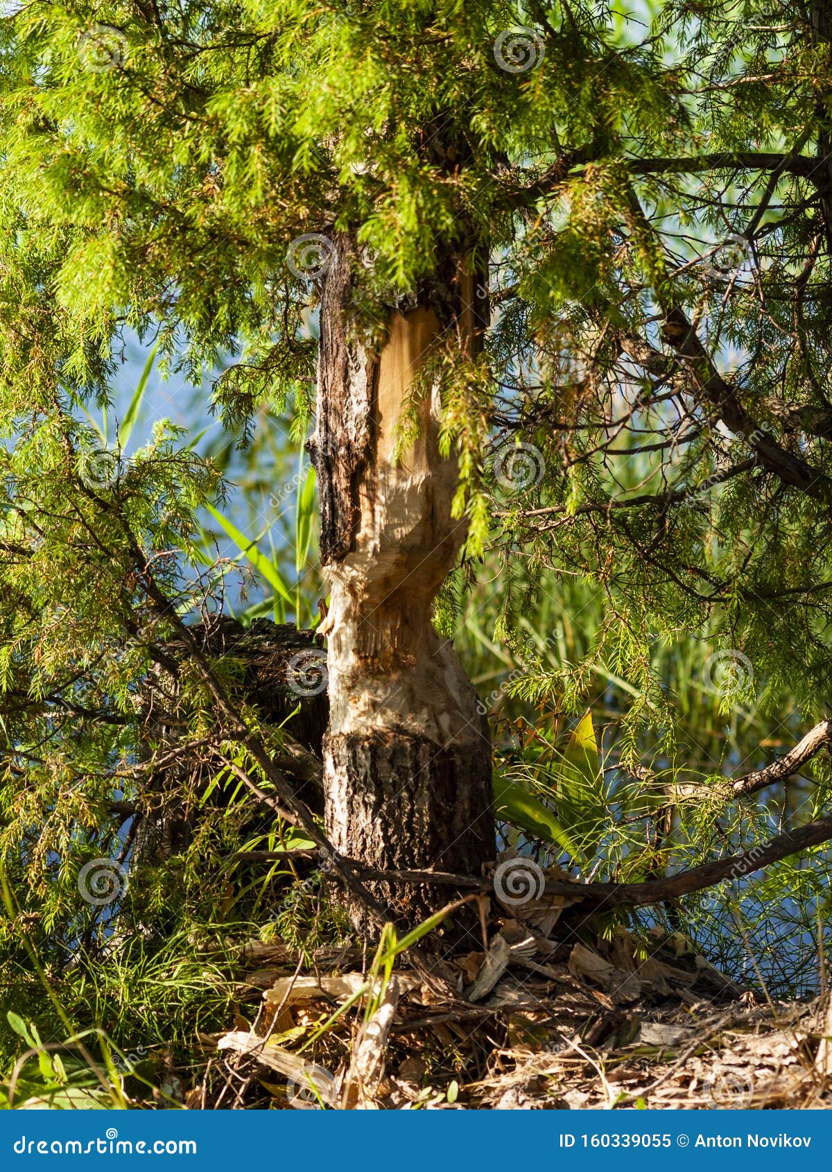 Tree Grawed by Beavers in the Forest Stock Image - Image of wildlife ...