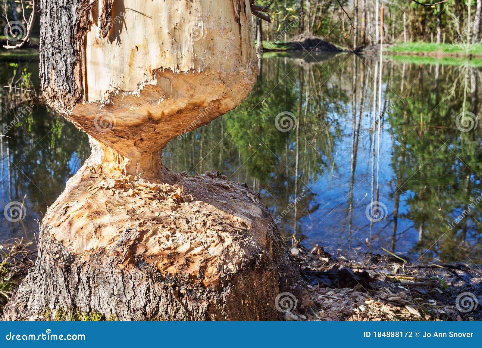 Details and Teethmarks on Gnawed Tree Stock Photo - Image of damage ...