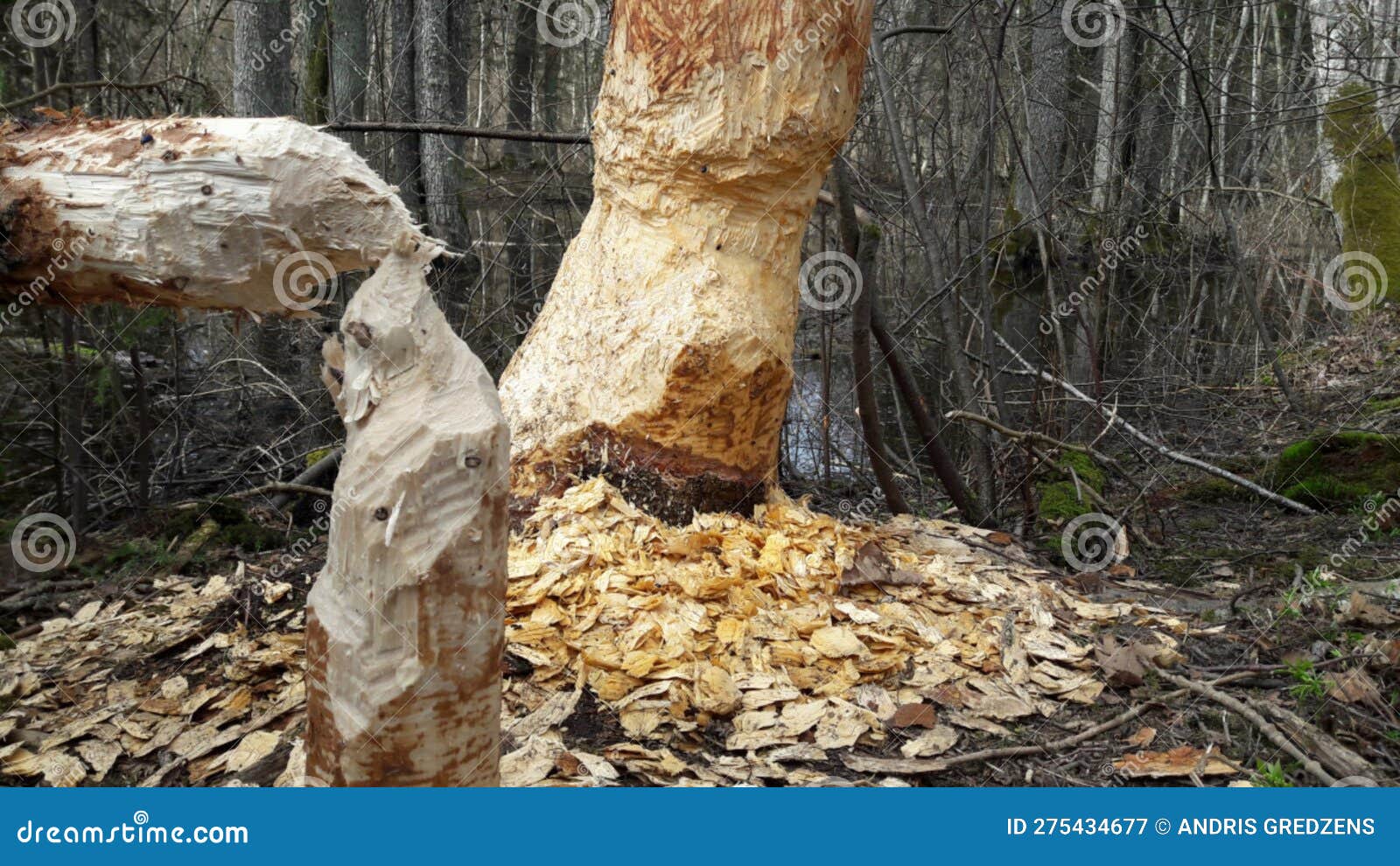 Beaver damaged tree stock image. Image of background - 275434677
