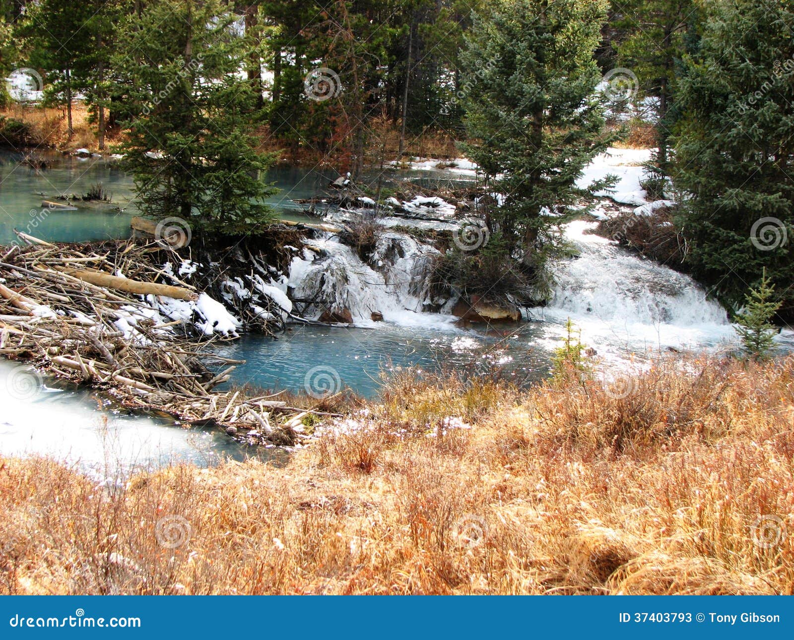 Beaver Damn stock image. Image of grass, creek, background - 37403793