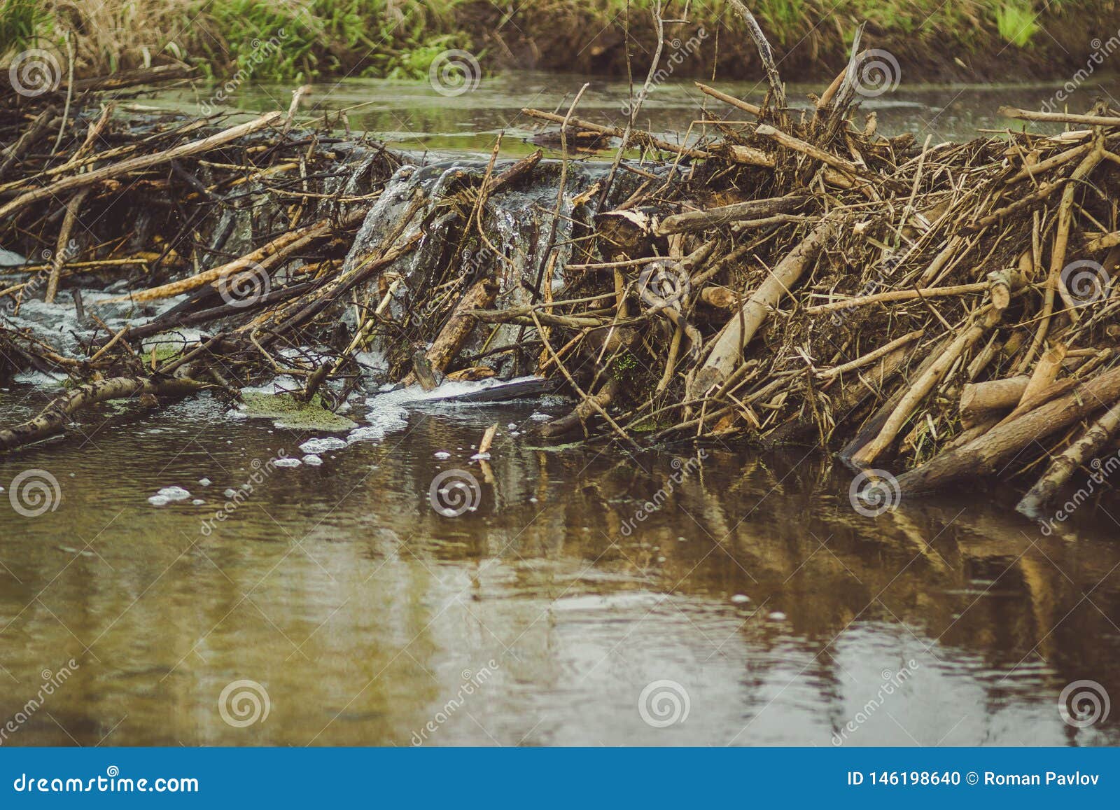 Beaver Dams on the River in the Forest Stock Photo - Image of small ...