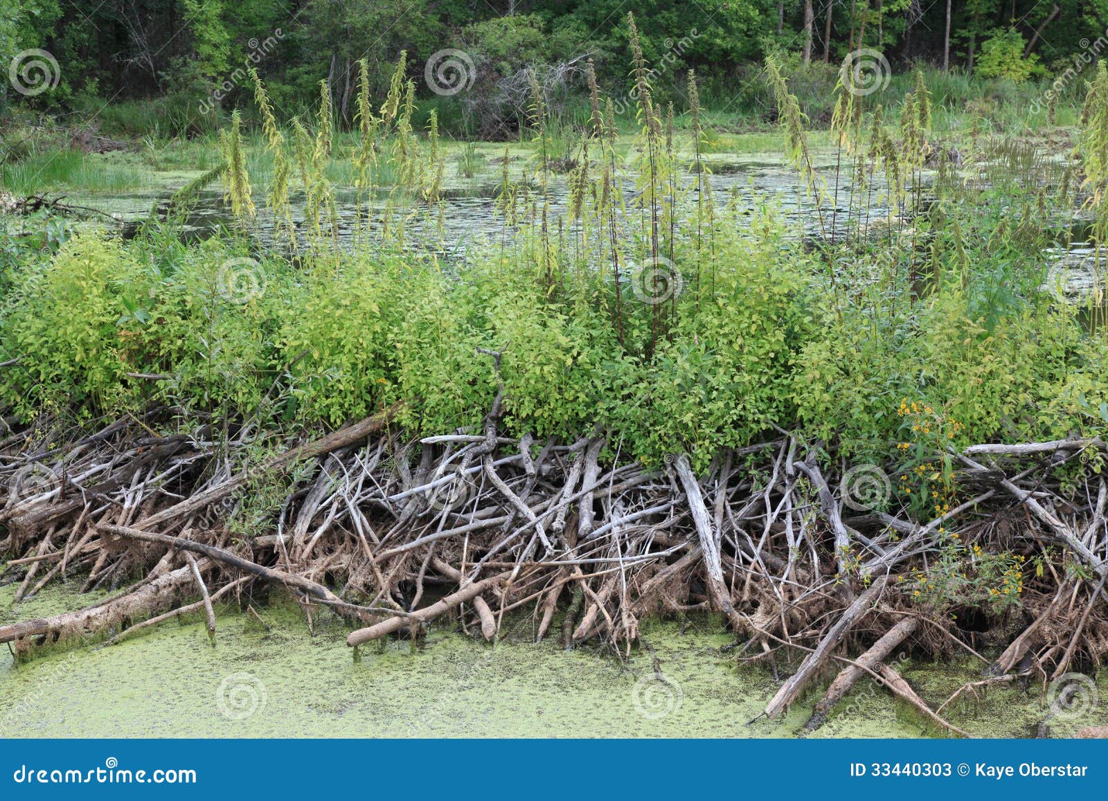 Beaver Dams in Northern Minnesota Stock Image - Image of rivers, stick ...