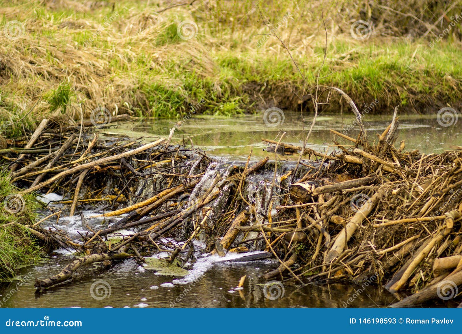 Beaver Dams on the River in the Forest Stock Image - Image of forest ...