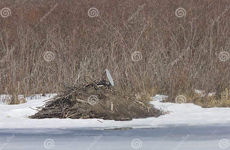 Beaver Den House stock photo. Image of dragging, builder - 20117080
