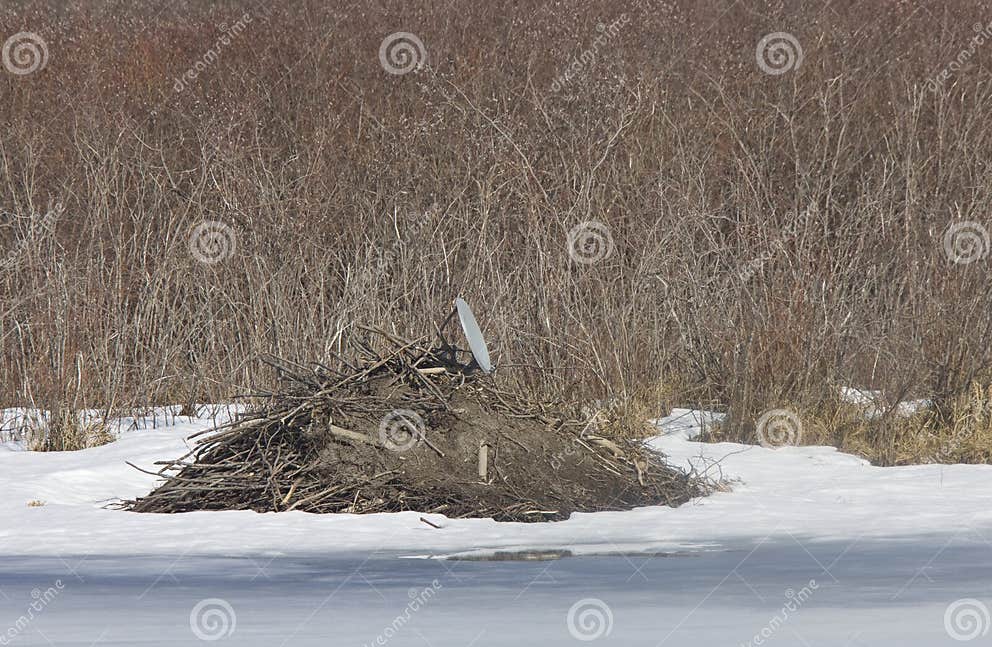 Beaver Den House stock photo. Image of dragging, builder - 20117080