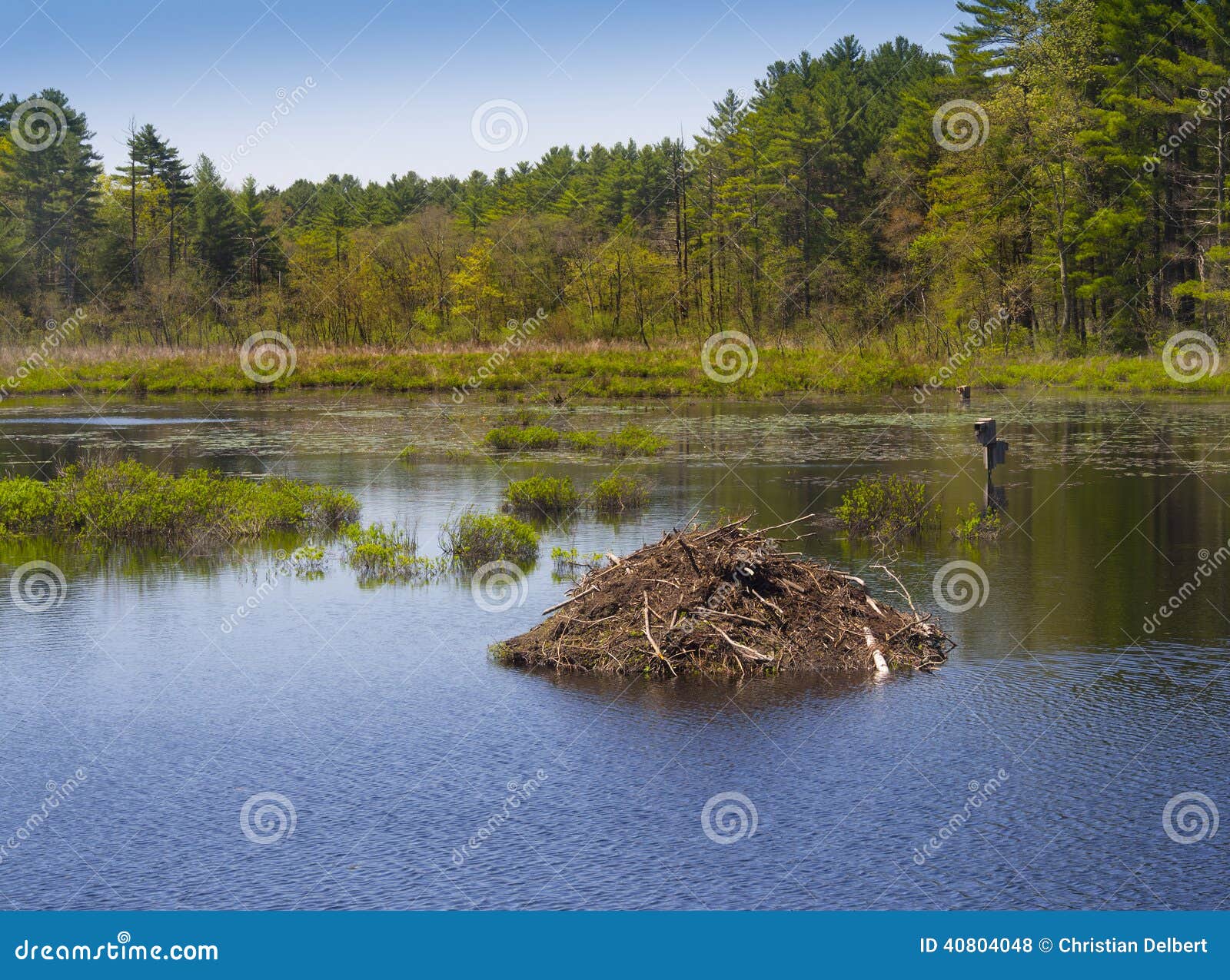 Beaver den or lodge stock photo. Image of swamp, wood - 40804048