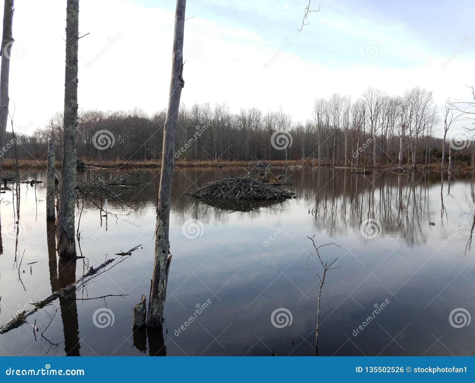 Beaver Den Pile of Sticks and Water in Wetland Stock Photo - Image of ...