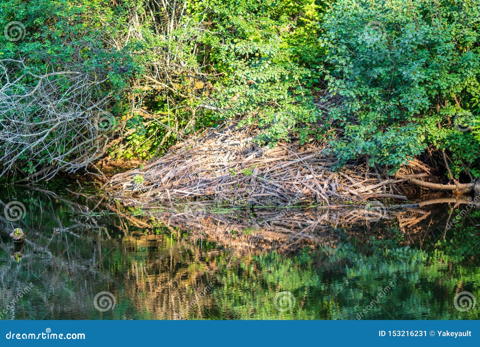 Beaver den on the shore stock image. Image of reflect - 153216231