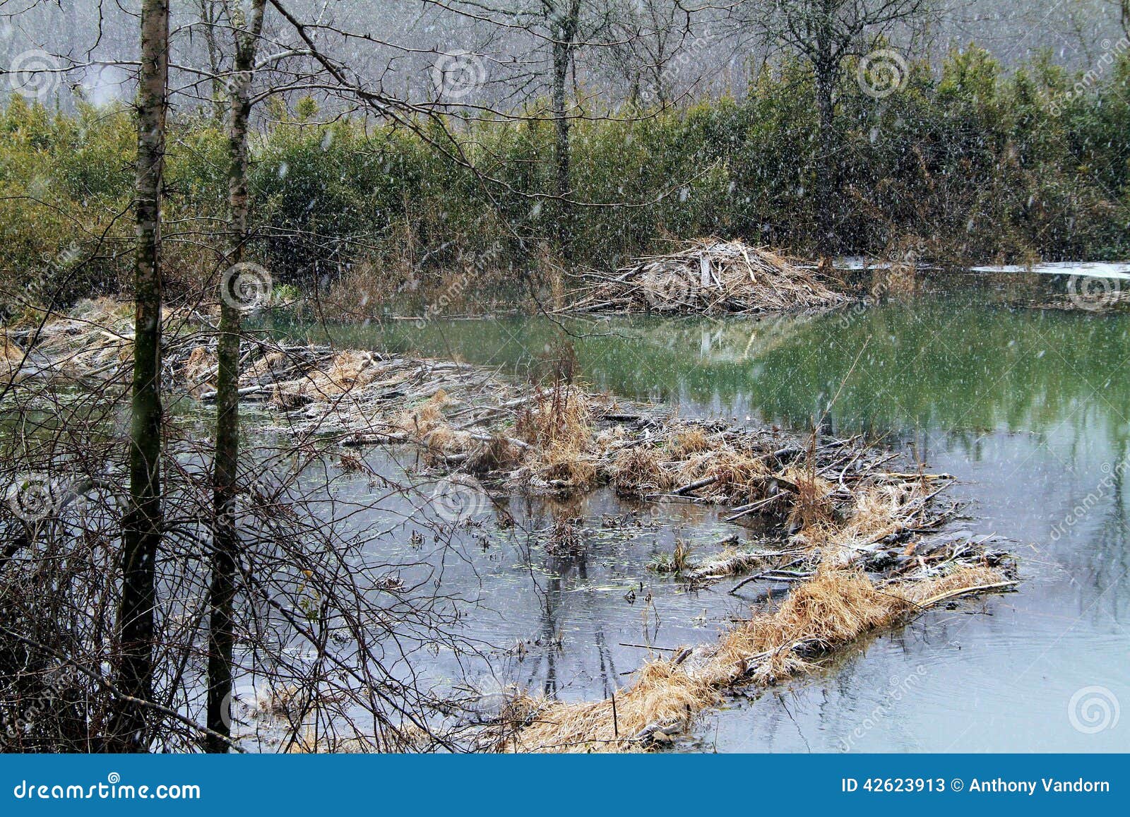 Beaver Den Under Falling Snow Stock Image - Image of ozark, overlooking ...