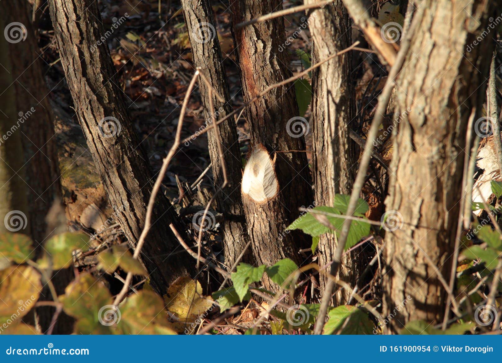 Beaver eaten tree stock photo. Image of mark, beaver - 161900954