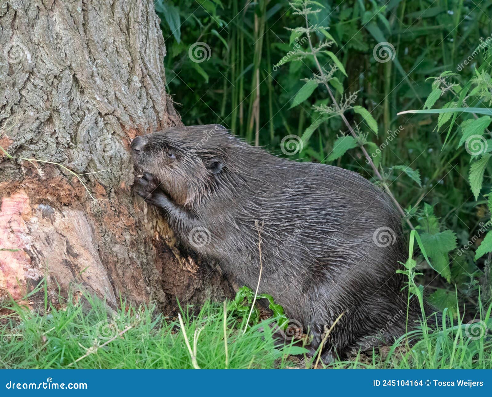Beaver Eating Away at Bark of a Tree Stock Photo - Image of outdoors ...