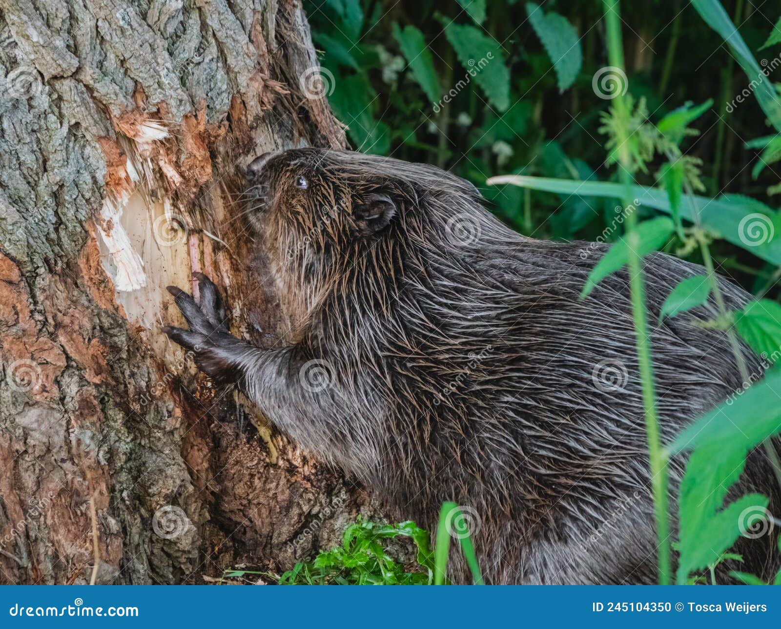Beaver Eating Away at Bark of a Tree Stock Photo - Image of teeth ...