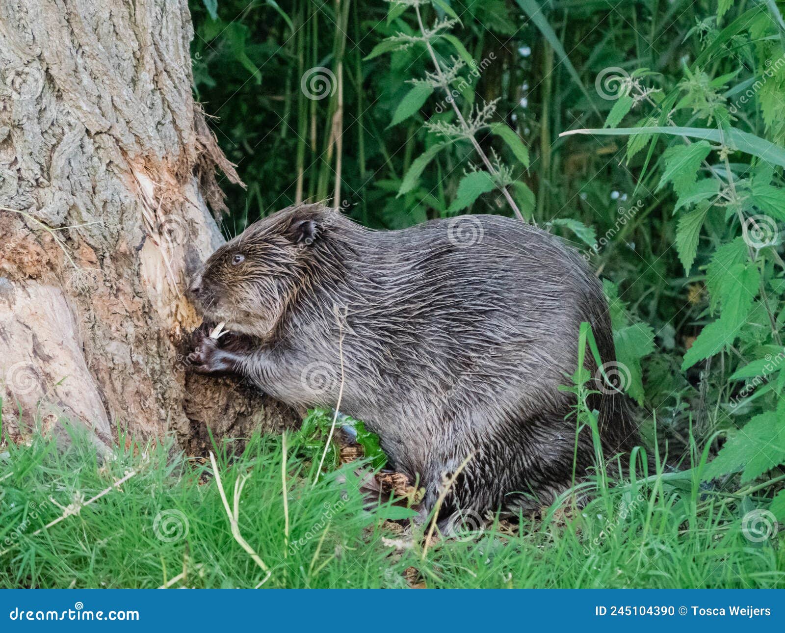 Beaver Eating Away at Bark of a Tree Stock Photo - Image of brown ...