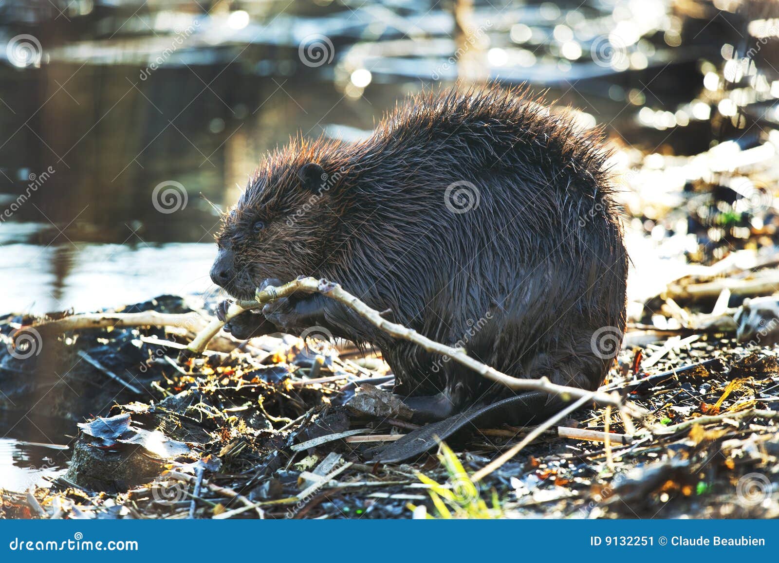 Beaver eating branches stock image. Image of animal, wood - 9132251