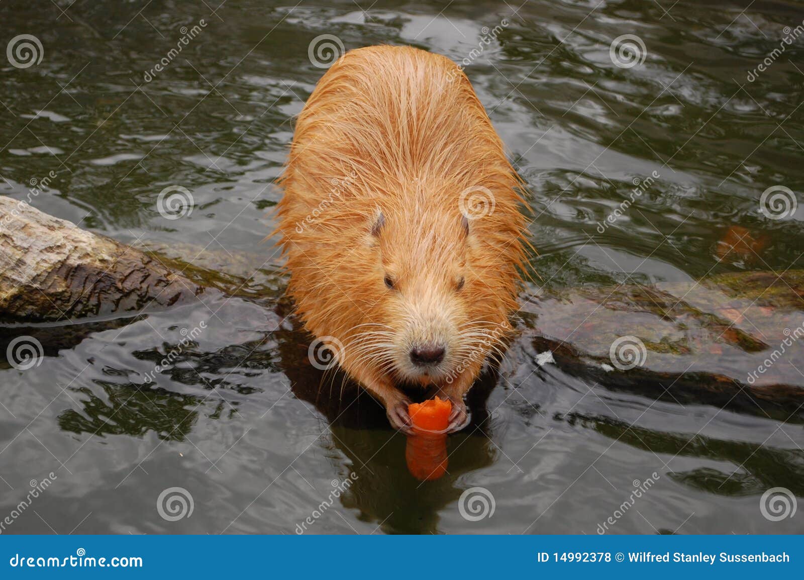 Beaver eating a carrot stock photo. Image of carrot, hungry - 14992378