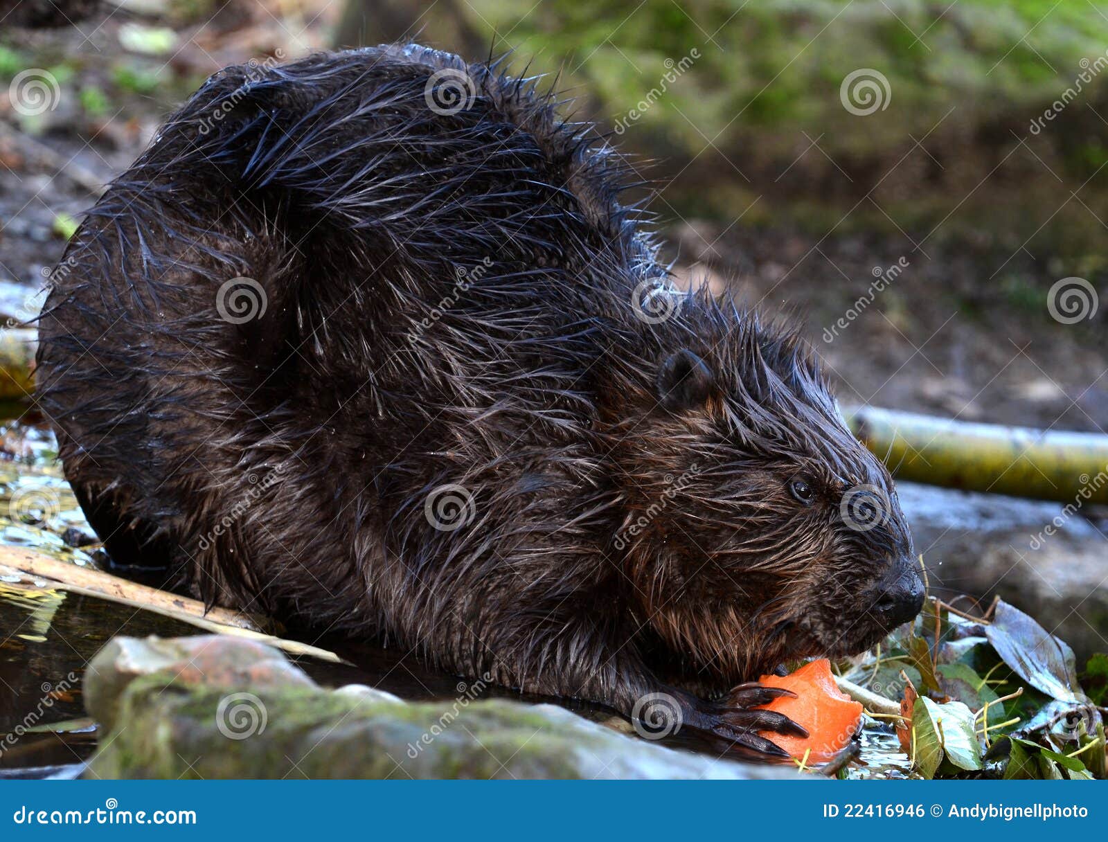 Beaver eating a carrot stock photo. Image of rodent, aquatic - 22416946
