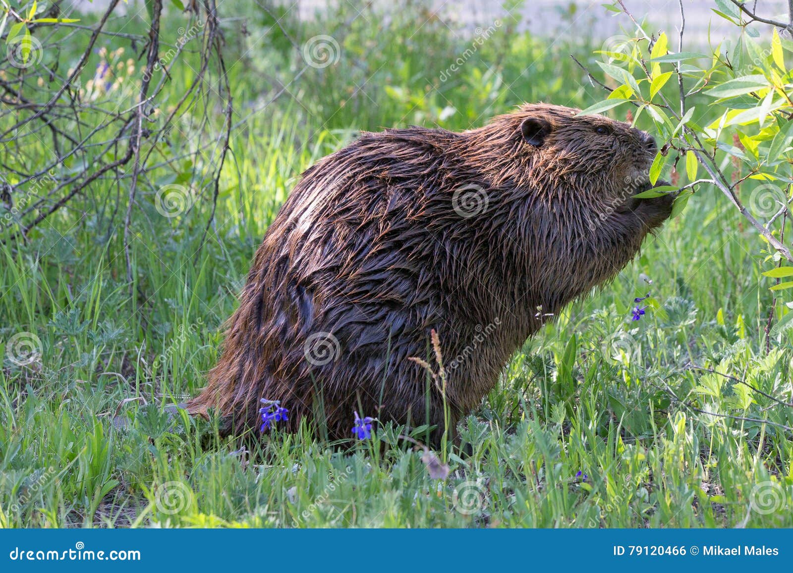 Beaver Eating To Twig from River Birch Stock Photo - Image of mammalia ...
