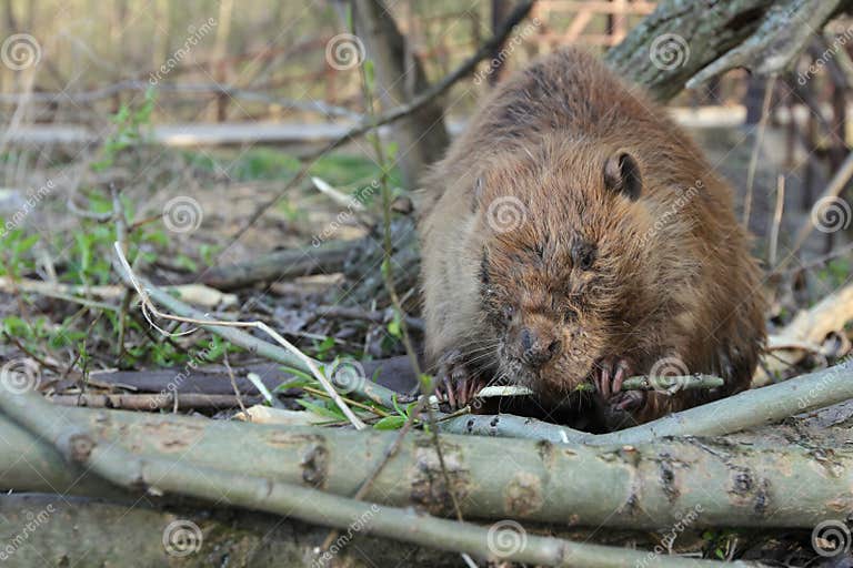 Beaver Eating Tree Bark stock image. Image of outside - 20677417