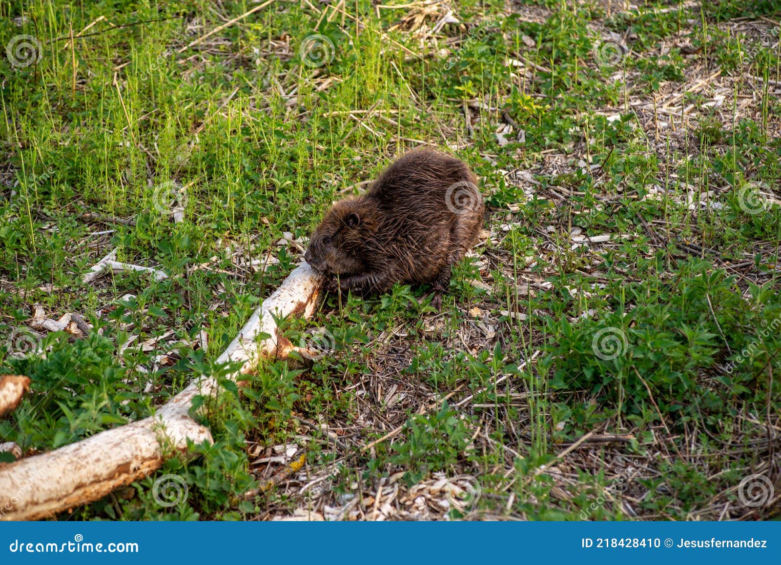 Beaver eating tree bark stock photo. Image of expression - 218428410
