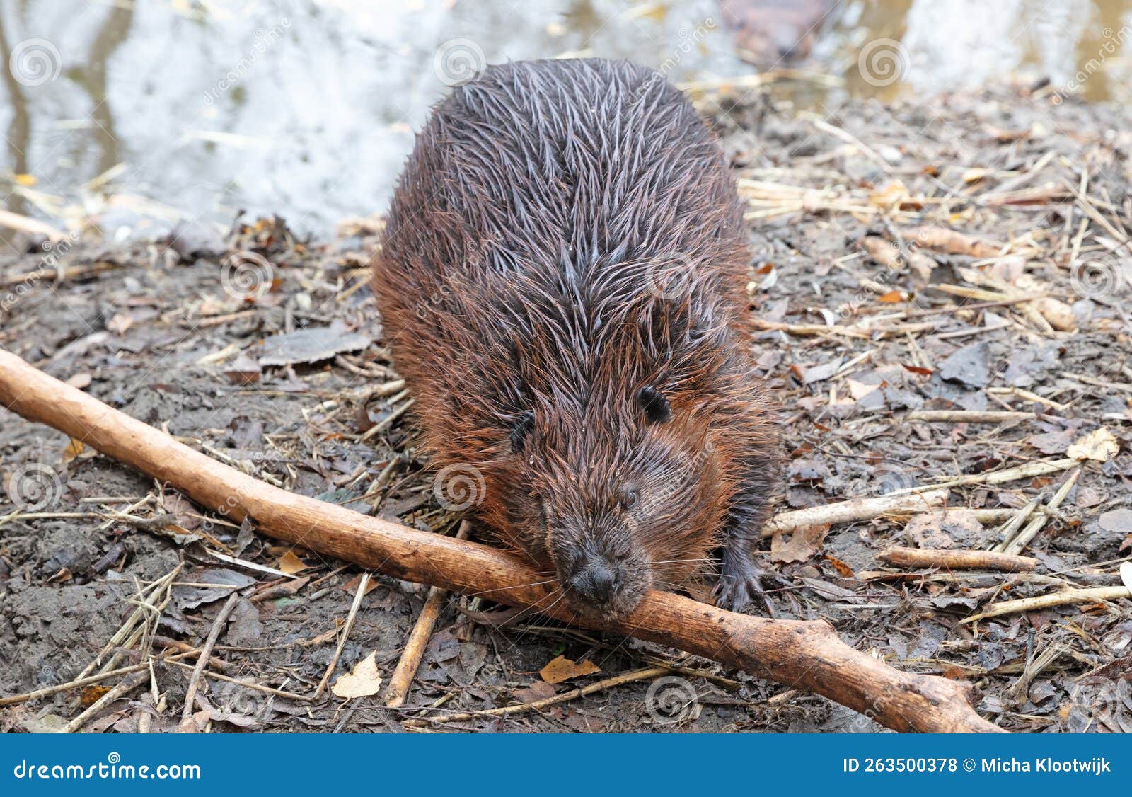 Beaver Eating on Wood, Isolated and Selective Focus Stock Photo - Image ...