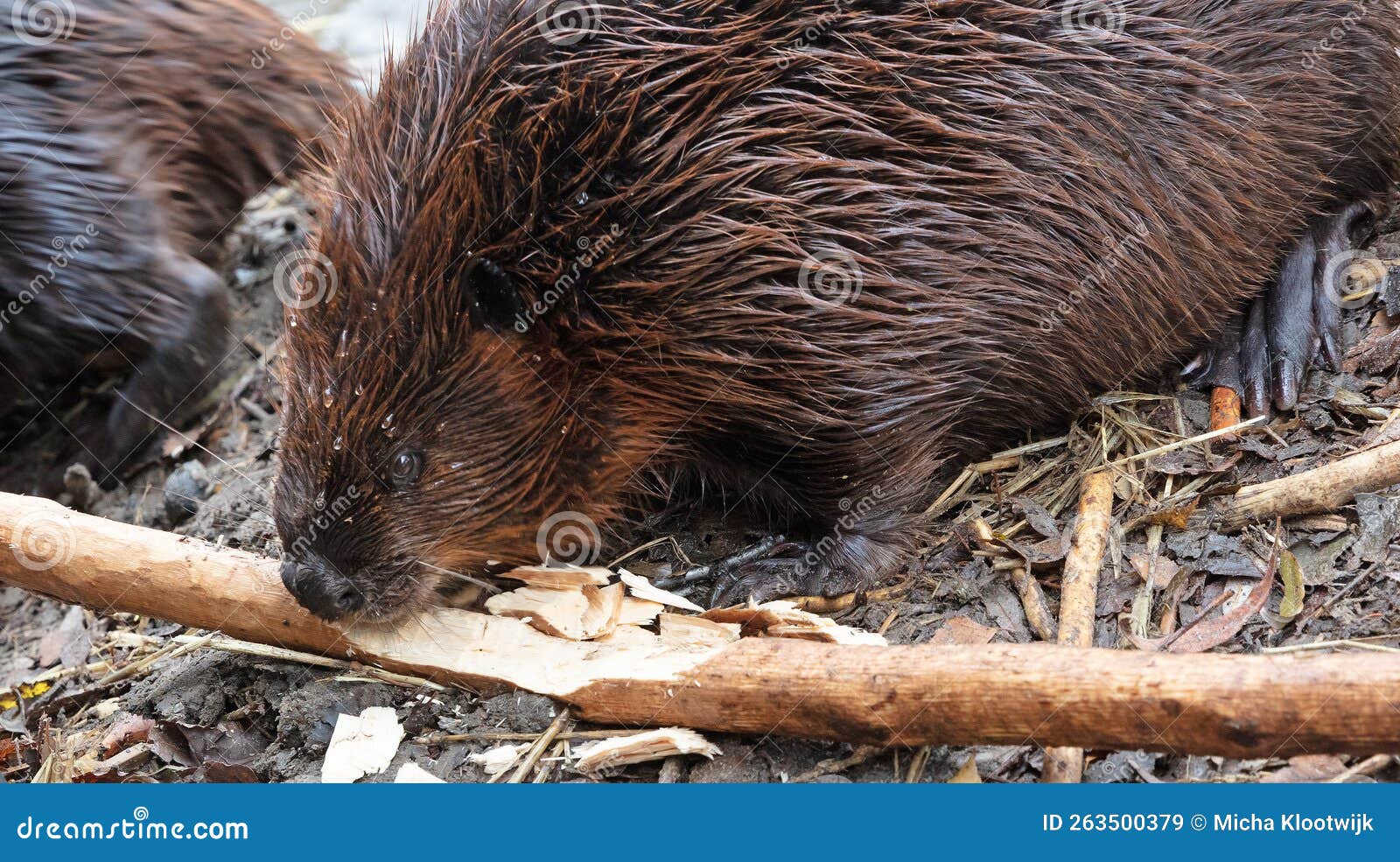Beaver Eating on Wood, Isolated and Selective Focus Stock Image - Image ...