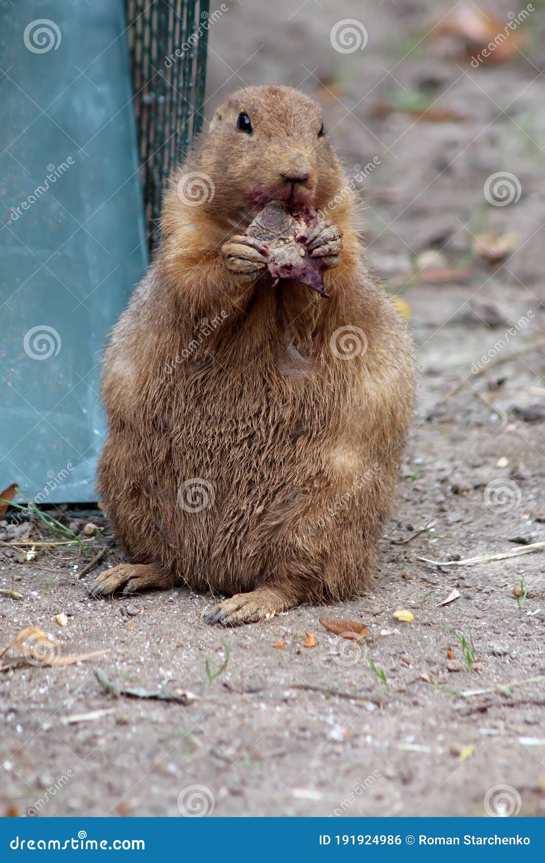 Beaver Eats Red Beetroot. Cute Little Animal Eats Vegetables Stock ...