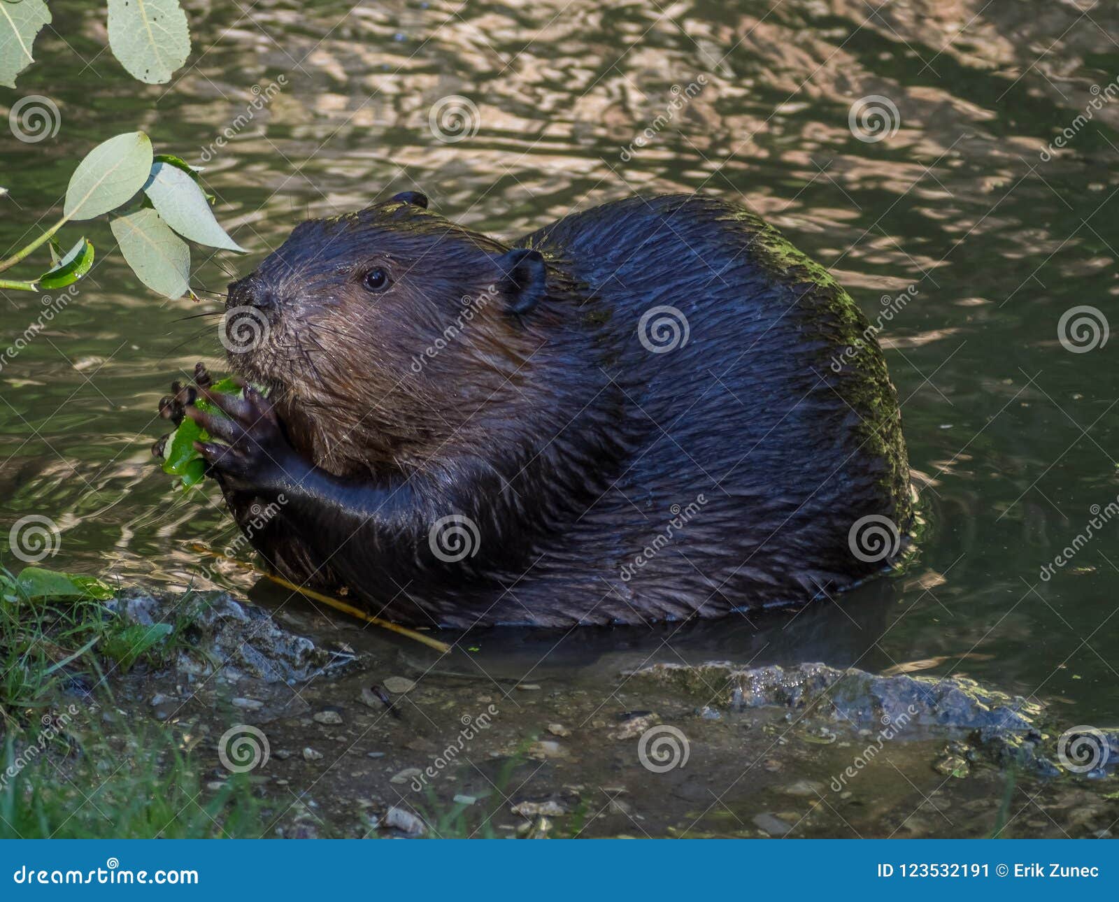 Beaver Eatting Grass on the Stock Image - Image of food, castor: 123532191