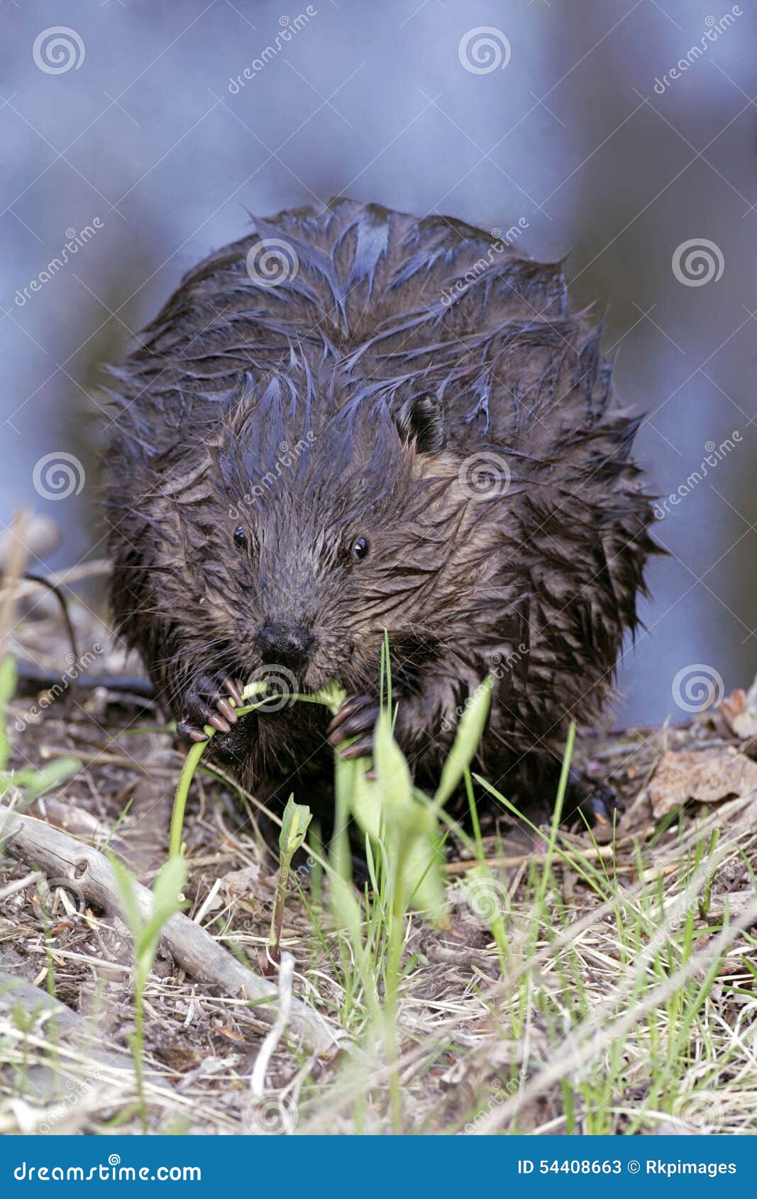 Beaver feeding stock image. Image of untamed, plants - 54408663